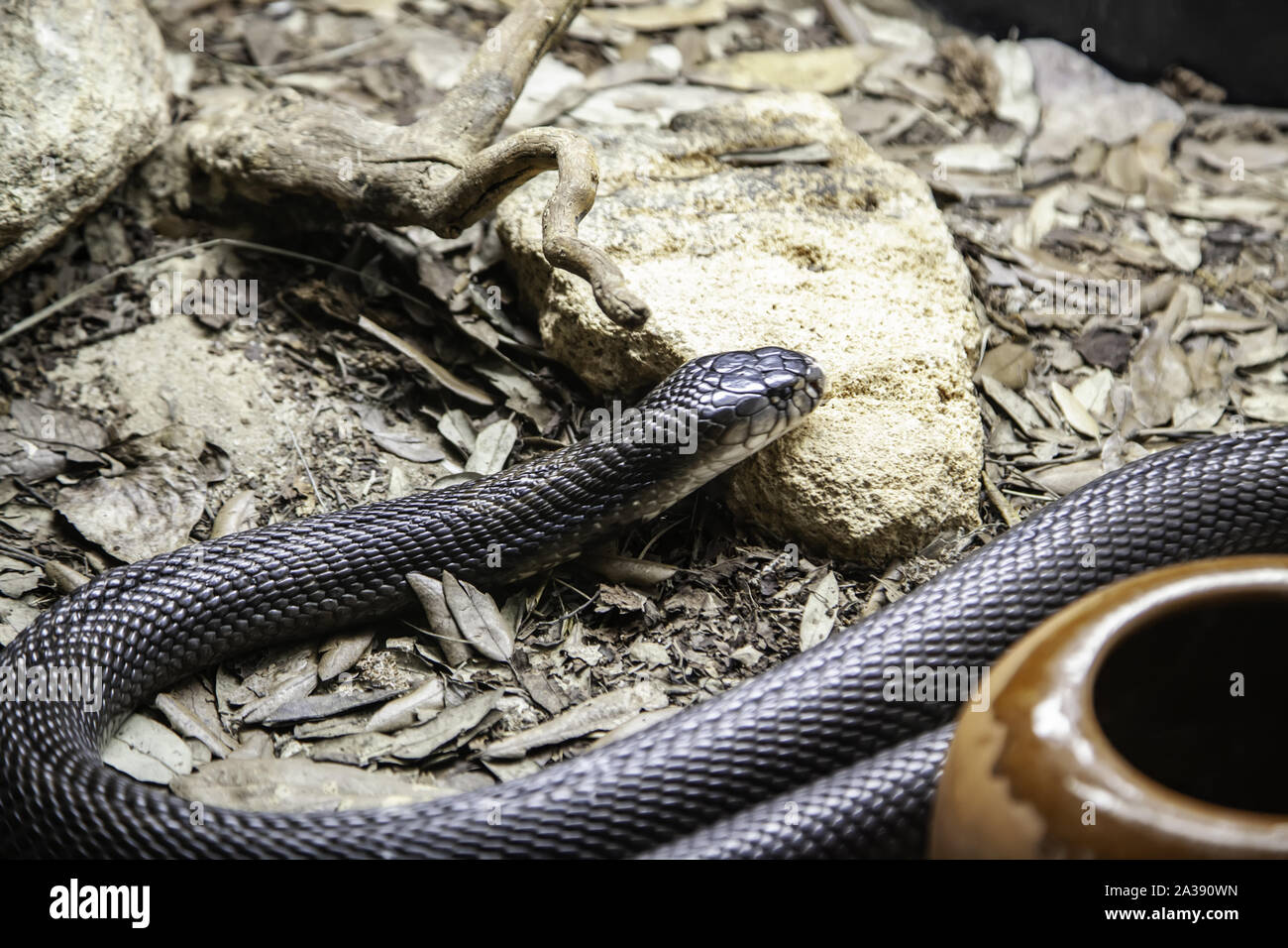 Wild poisonous snake, dangerous animal detail, deadly poison Stock ...