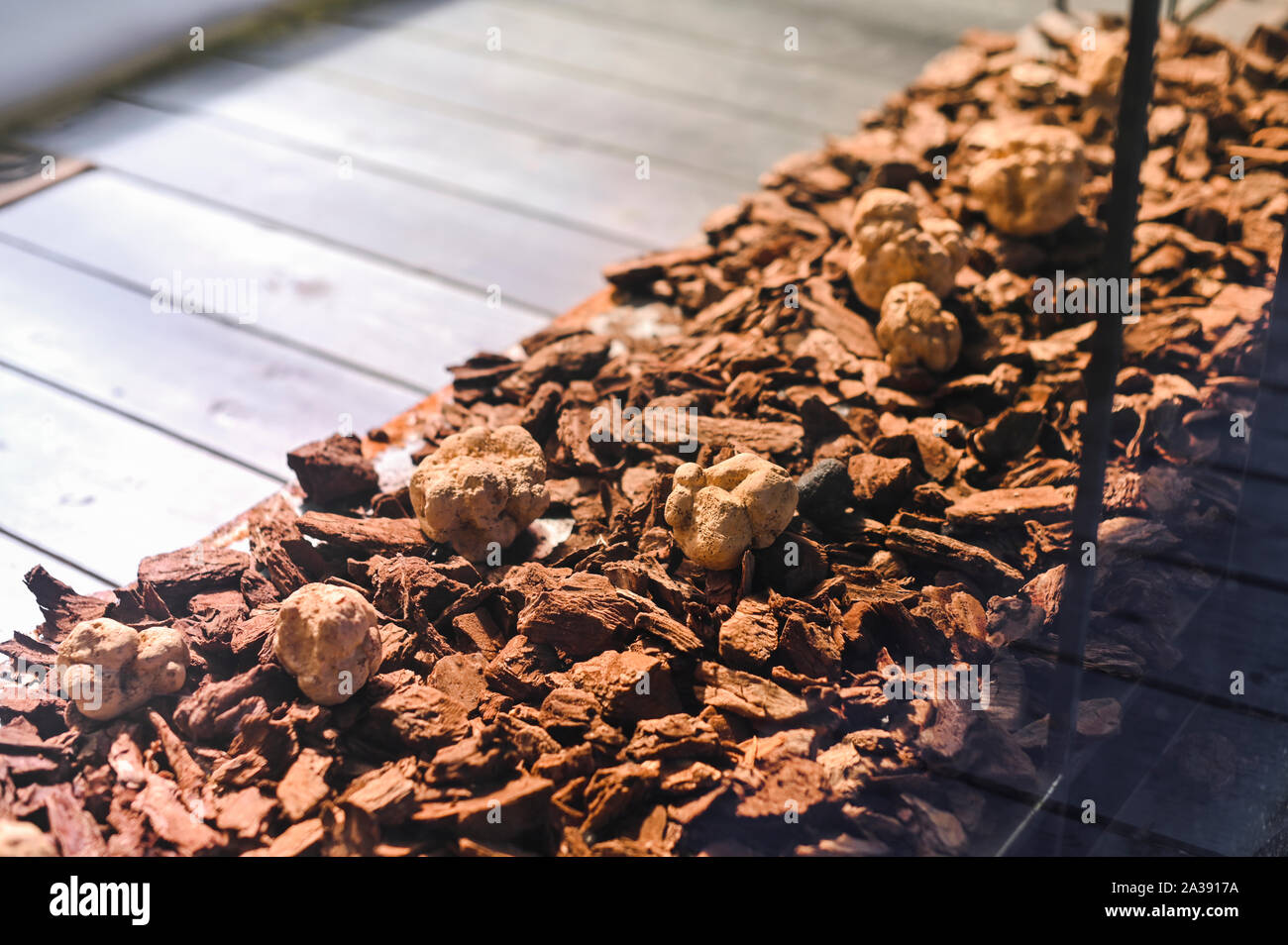 expensive rare black truffle mushroom - gourmet vegetable. Luxury food ...