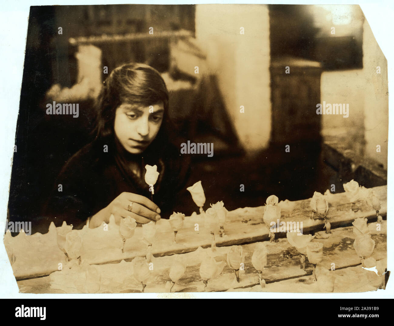 Sadie flower hi-res stock photography and images - Alamy