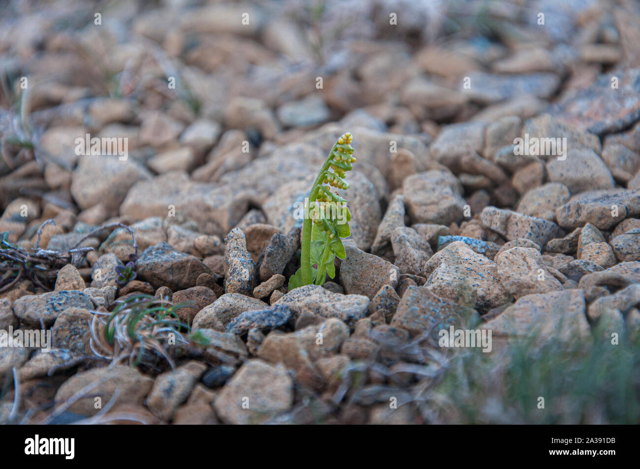 Moonwort botrychium lunaria hi-res stock photography and images - Alamy