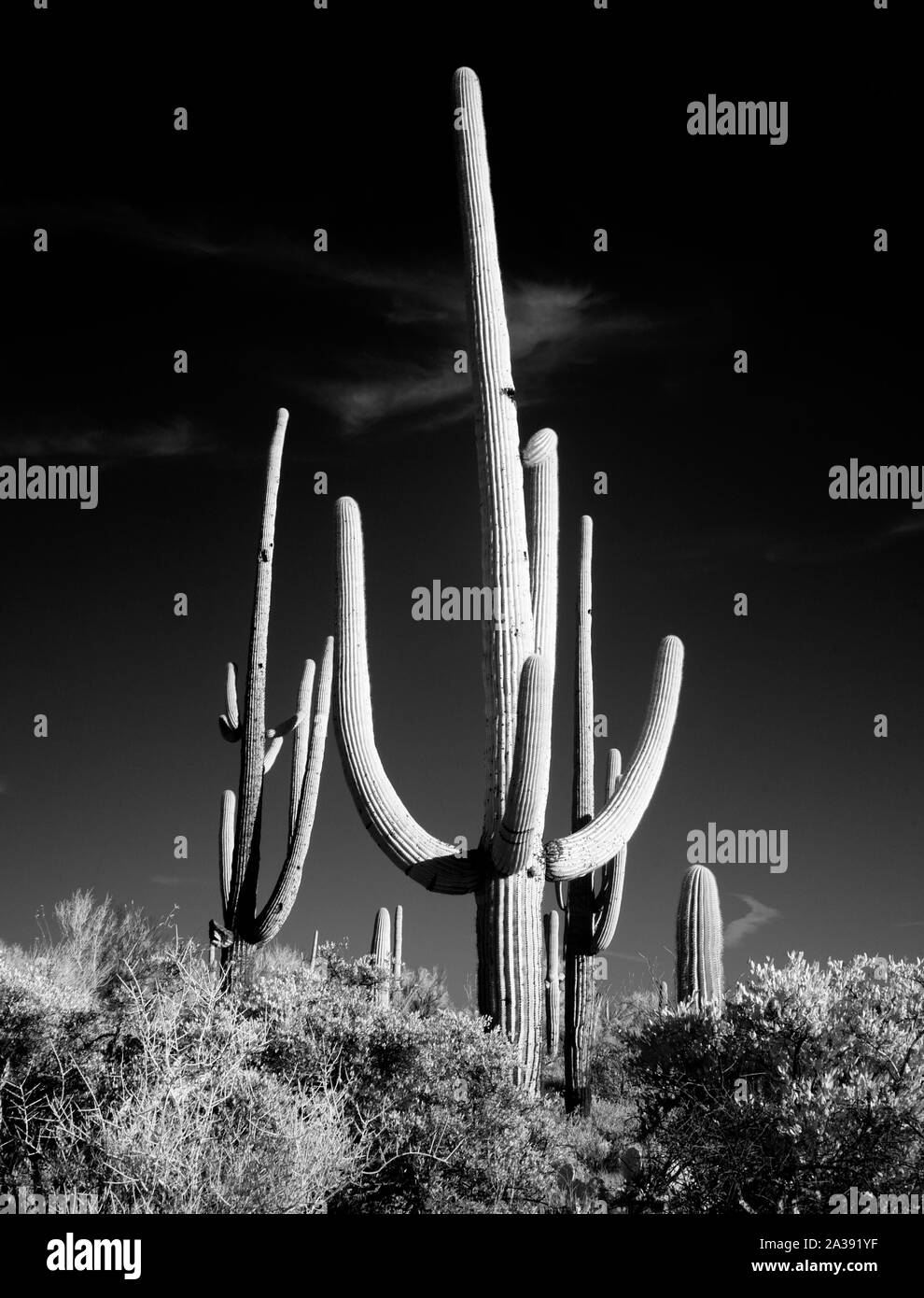Arizona plant life Black and White Stock Photos & Images - Alamy