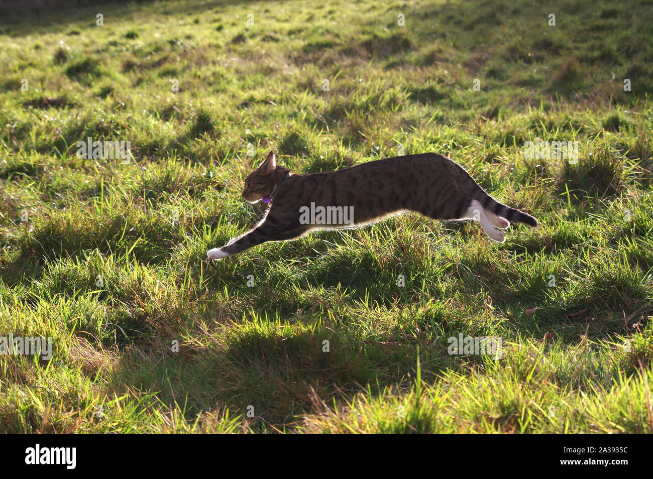 Running through grass hi-res stock photography and images - Alamy