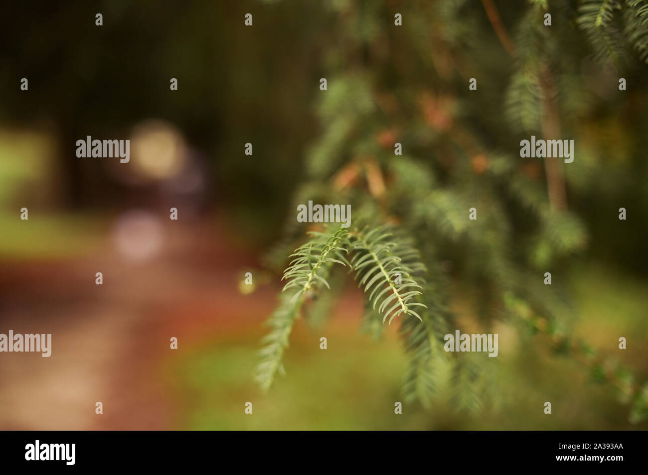 Closeup of fir needles. light blurry bokeh effect in the background ...