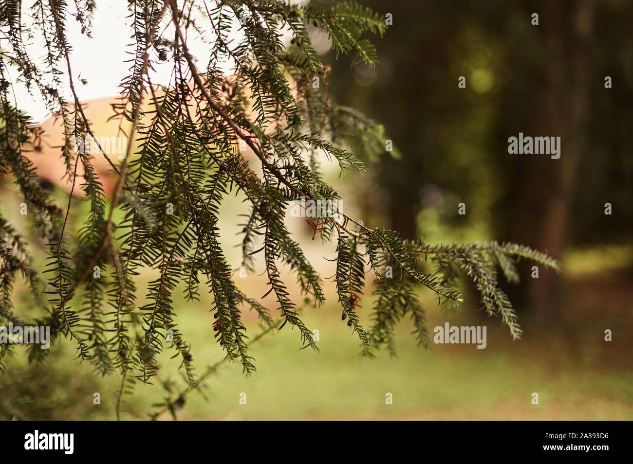 Closeup of fir needles. light blurry bokeh effect in the background ...