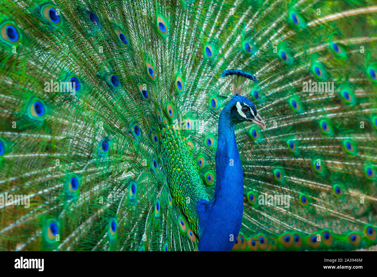 Peacock pride hi-res stock photography and images - Alamy