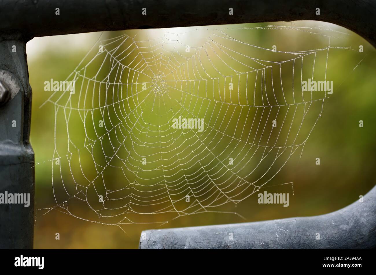 spider web with water drops Stock Photo - Alamy