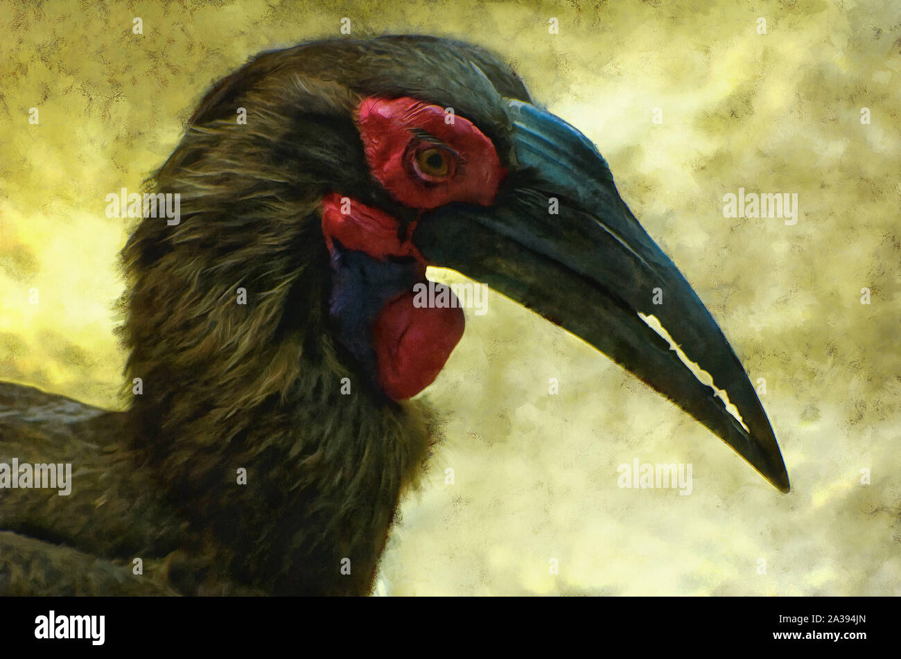 Raven bucorvus hi-res stock photography and images - Alamy