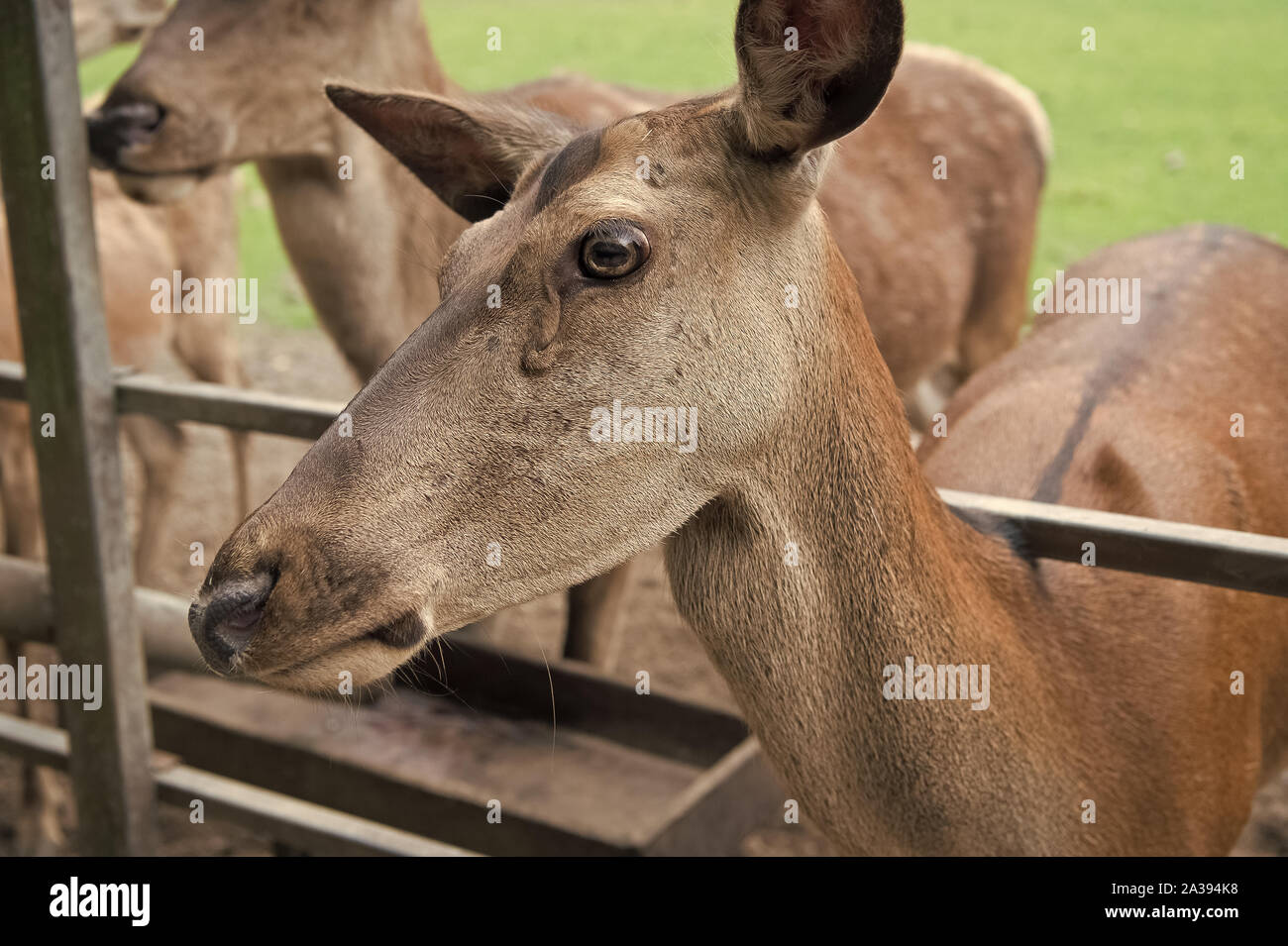 Wildlife is mother natures greatest treasure. Female doe roe deer ...
