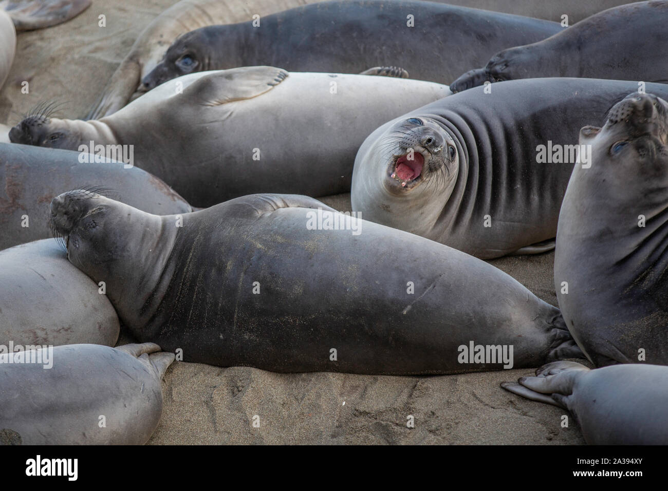 Seal animal classification hi-res stock photography and images - Alamy