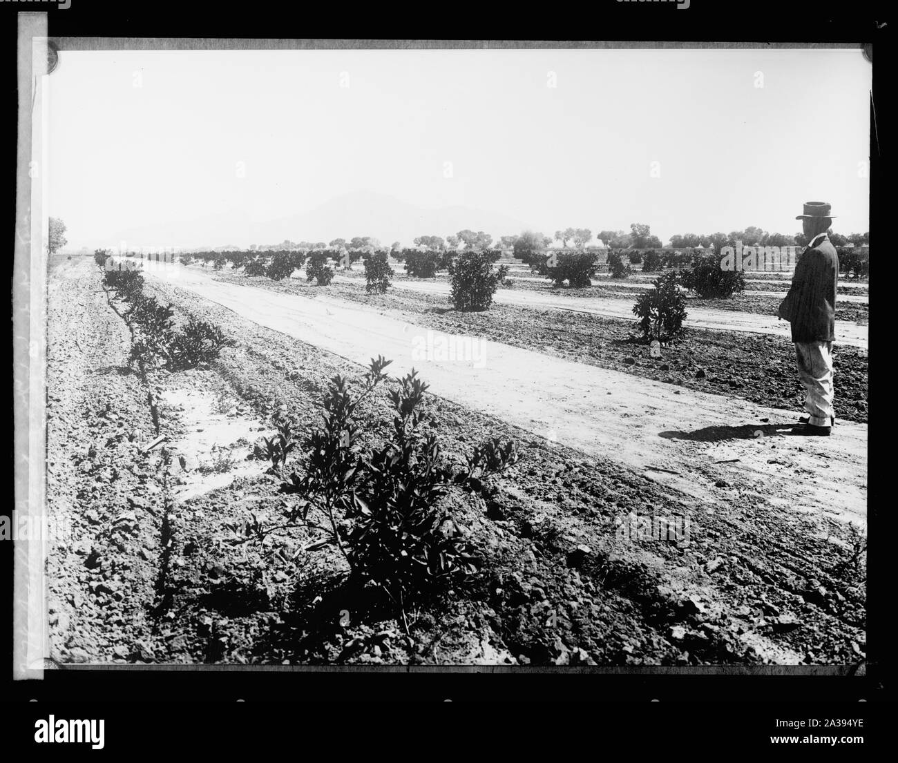Salt River Project. Arizona. Grove near Camel Back Mountian Stock Photo ...