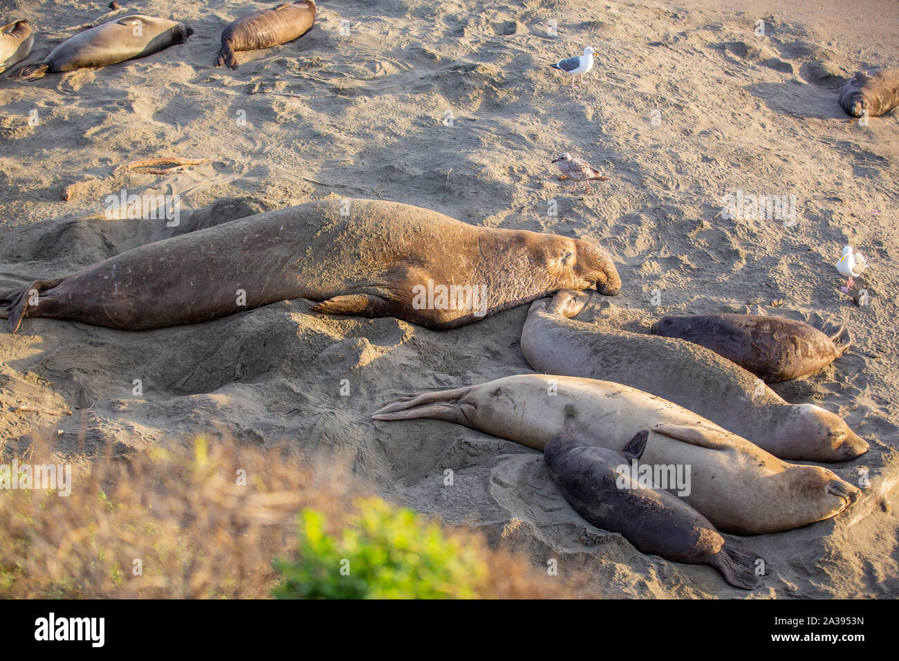 Seal animal classification hi-res stock photography and images - Alamy