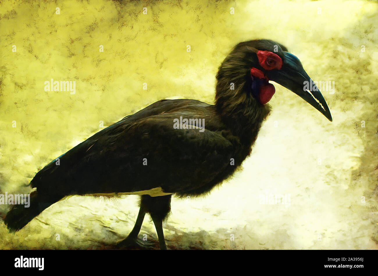 Horned Raven High Resolution Stock Photography and Images - Alamy