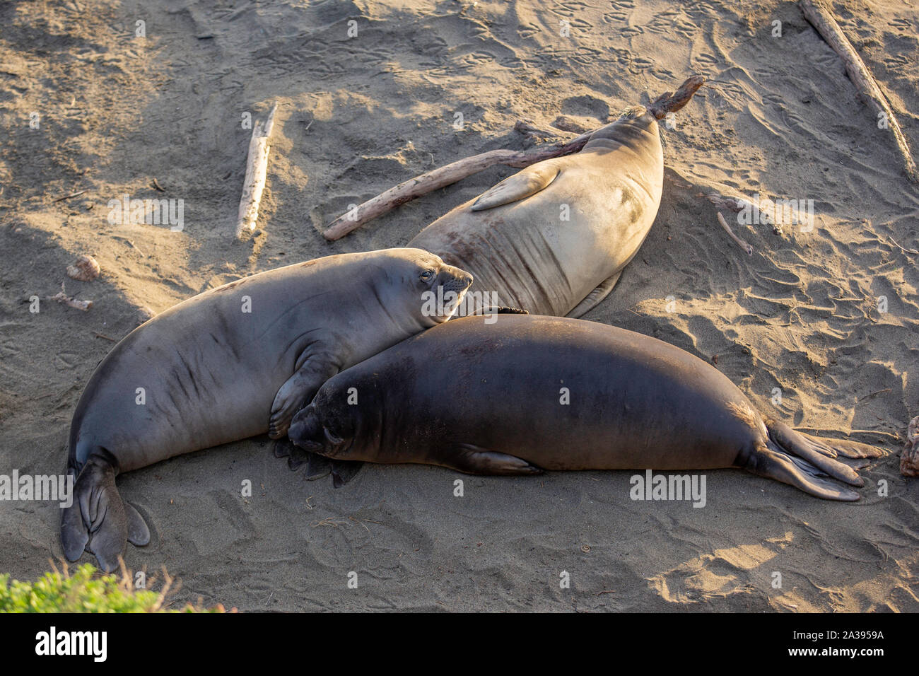 Seal animal classification hi-res stock photography and images - Alamy