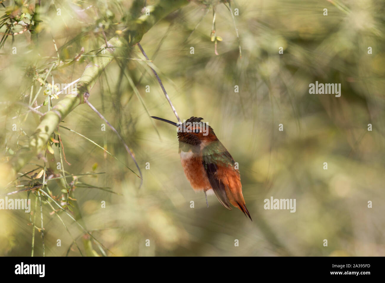 Allens hummingbird male perched in interior of tree hi-res stock ...