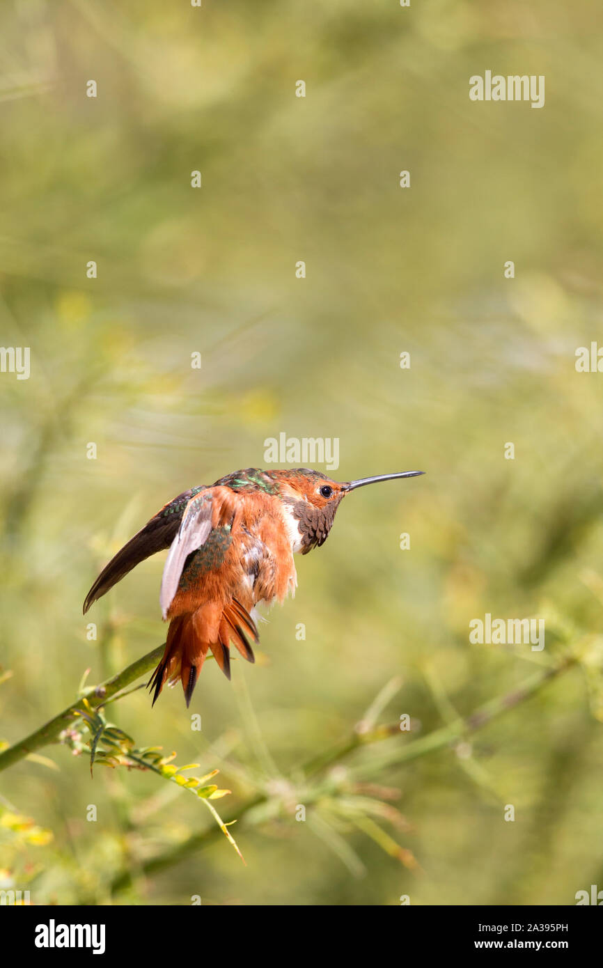 Allens hummingbird male stretching wings and flaring tail hi-res stock ...