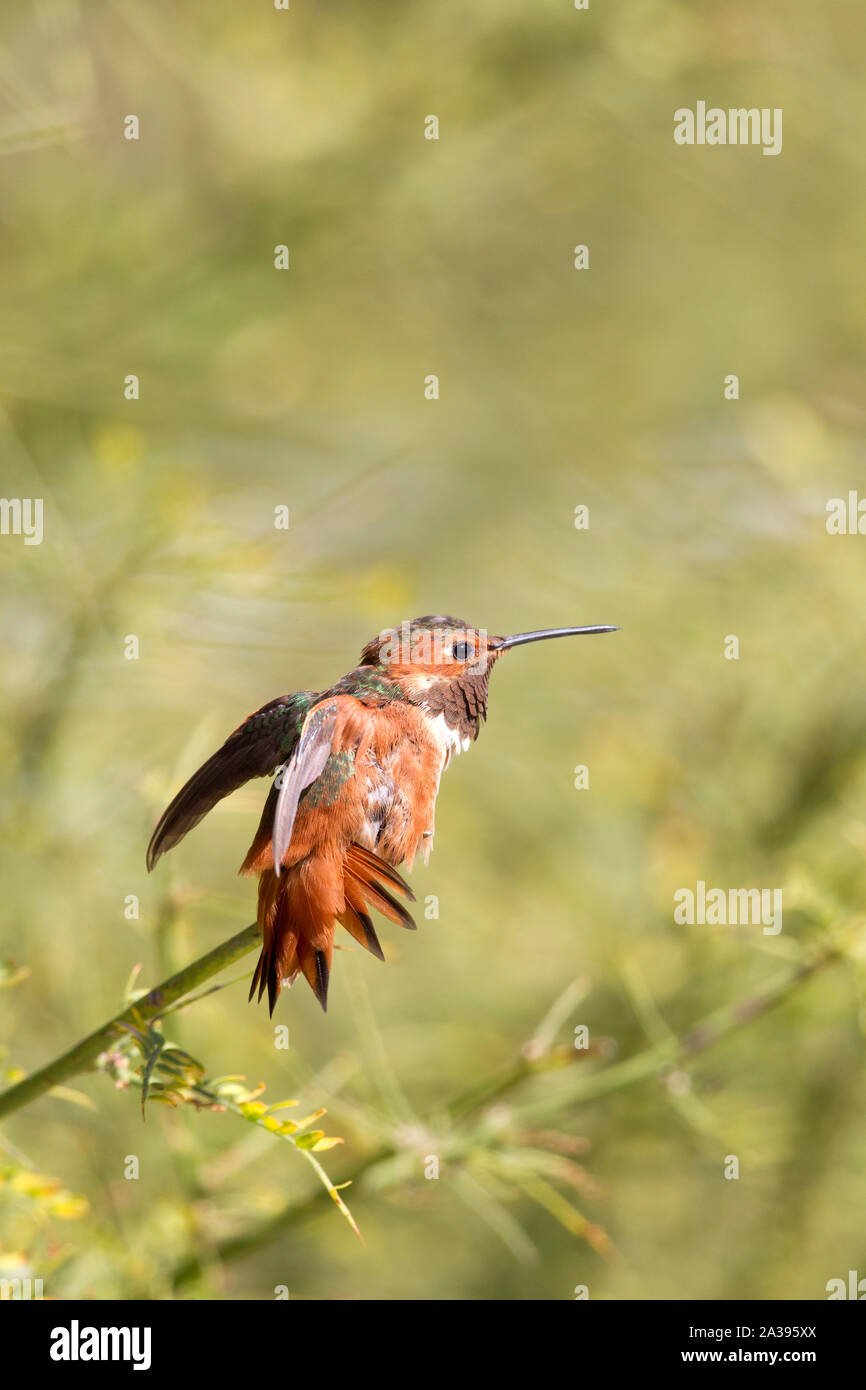 Allen's Hummingbird Male Stock Photo - Alamy