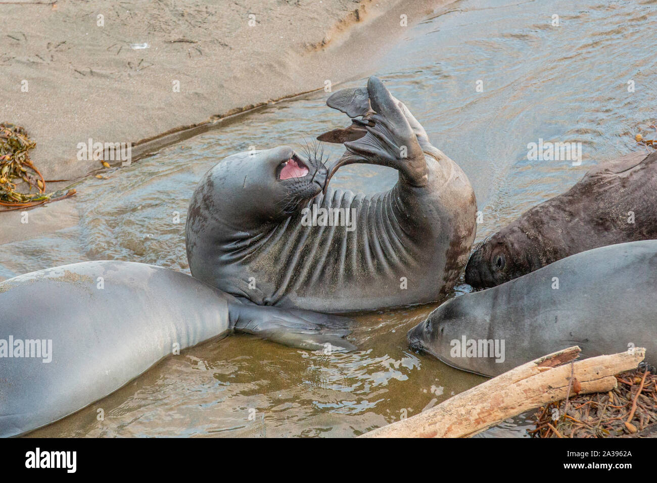 Earless seal of california hi-res stock photography and images - Alamy