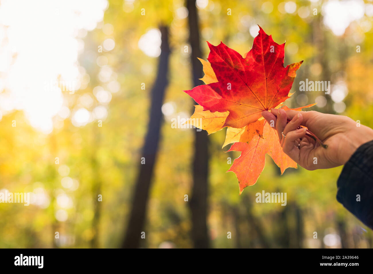 Holding maple leaves in female hand opposite autumn park. Beautiful ...
