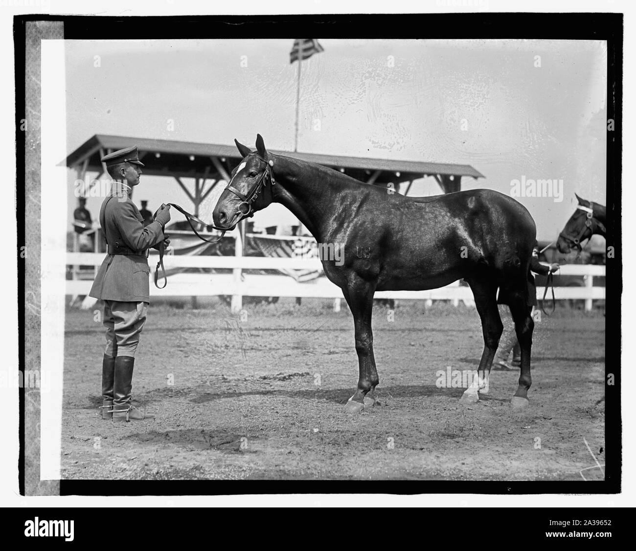 Service animals Cut Out Stock Images & Pictures - Alamy