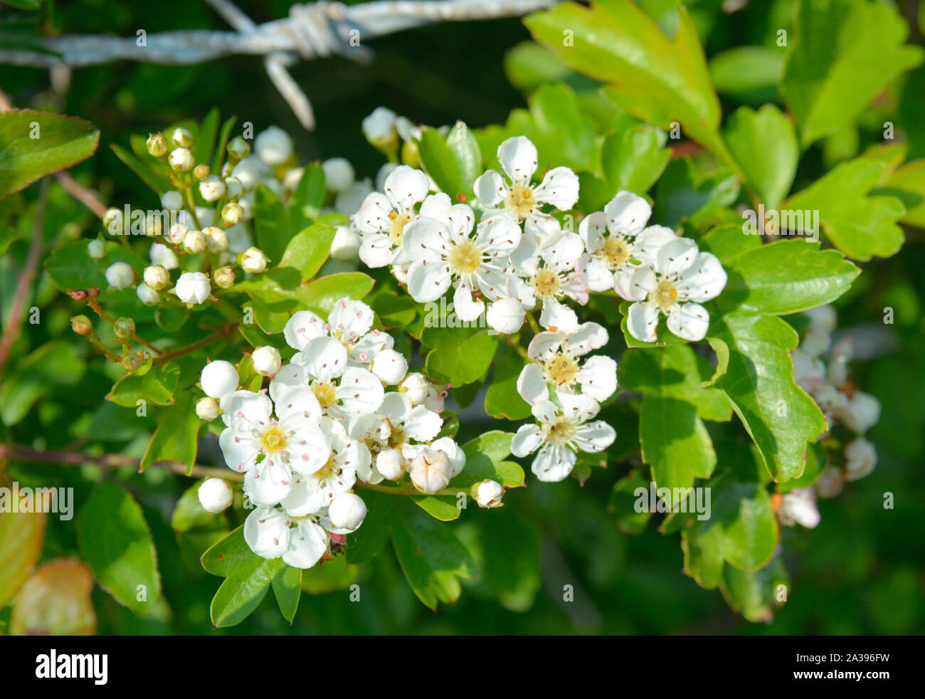 Hawthorne tree and spring flowers hi-res stock photography and images ...