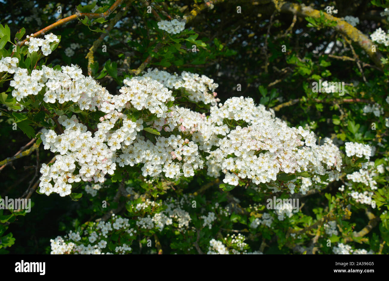 Hawthorne tree and spring flowers hi-res stock photography and images ...
