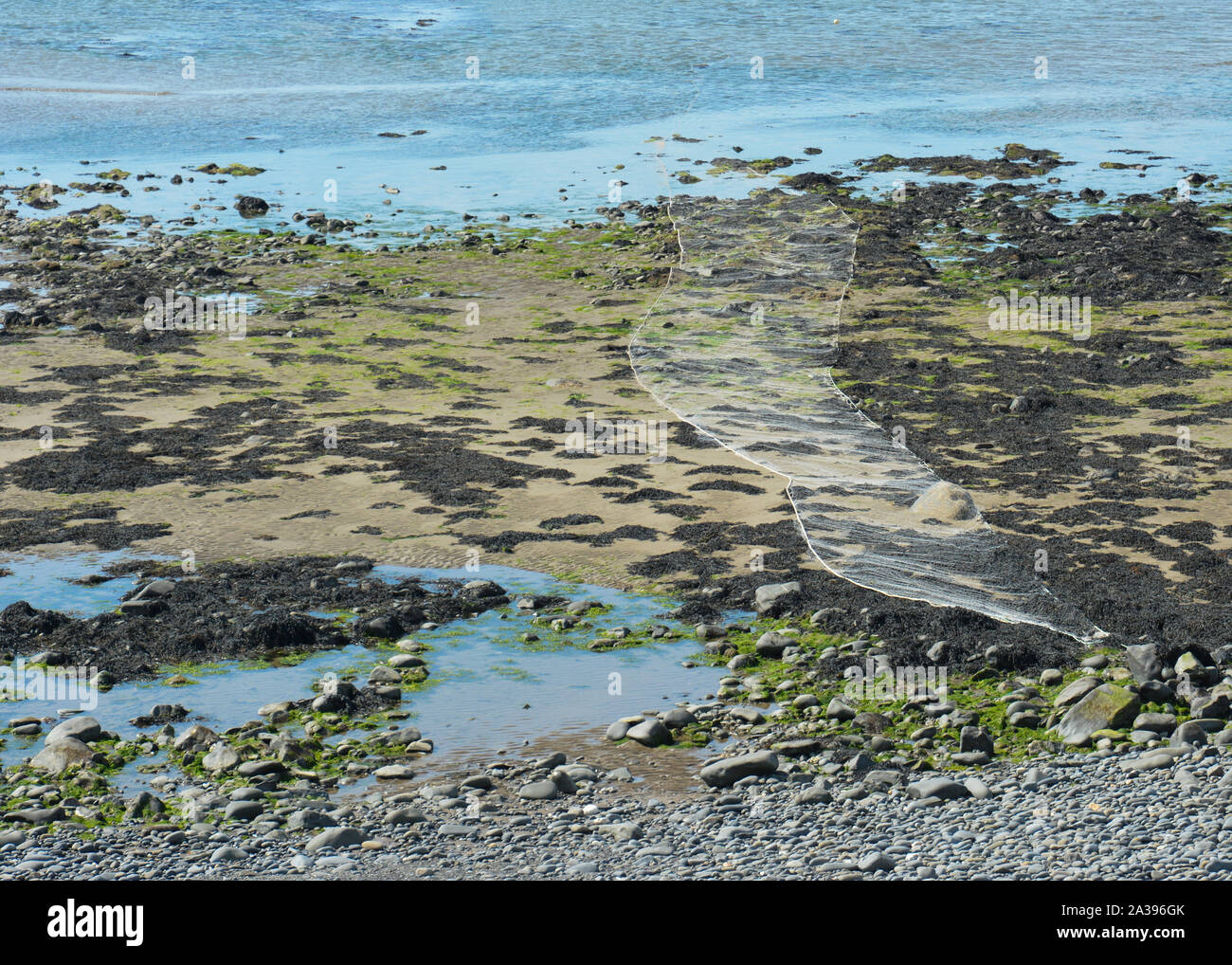 Mackerel caught beach fishing hi-res stock photography and images - Alamy