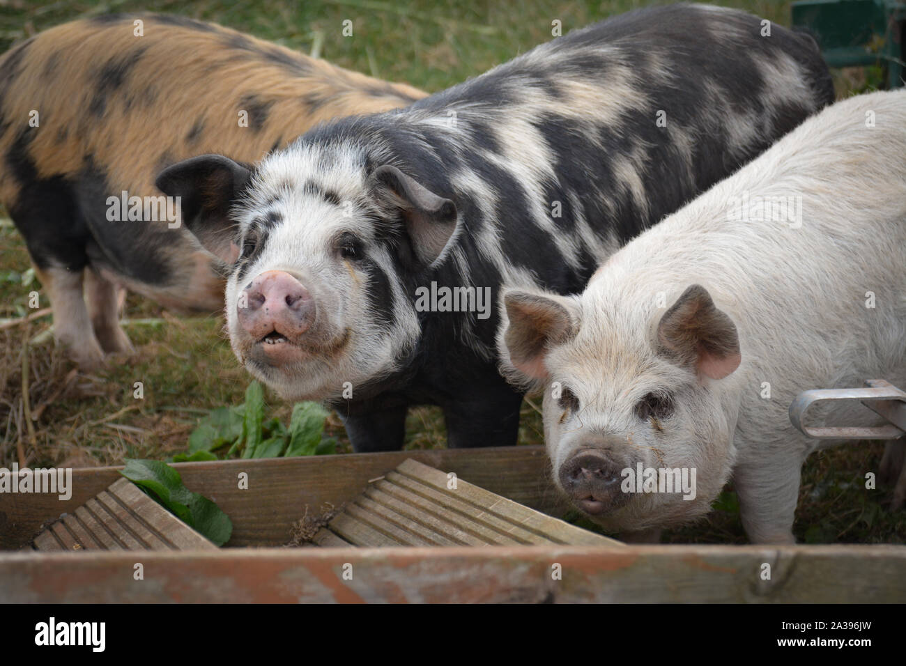 Pigs teeth hi-res stock photography and images - Alamy