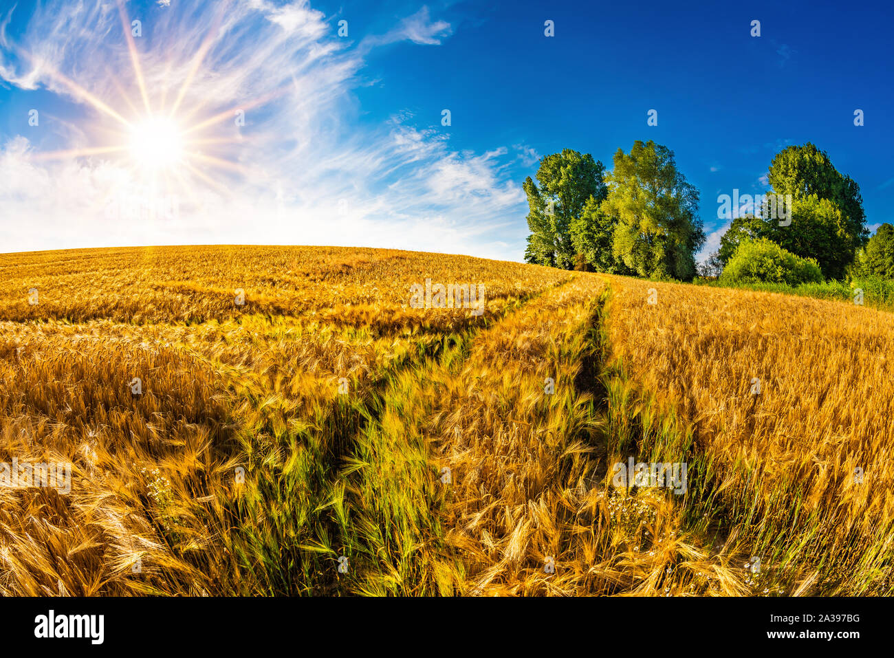 Summer landscape with cornfield and bright sun Stock Photo - Alamy