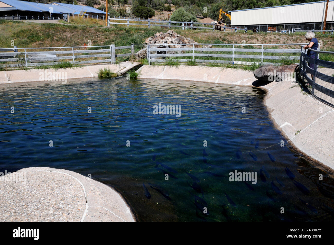 Ponds for the almost fully grown rainbow trout at the Red River State ...