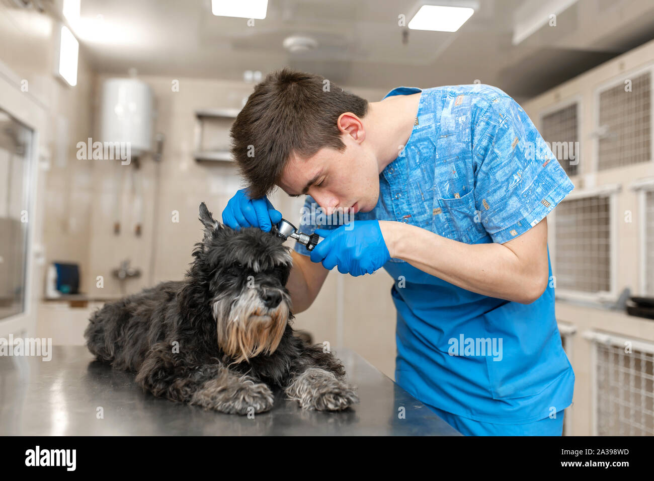 Young veterinarian technician check his patient ears. Dog ear check in ...