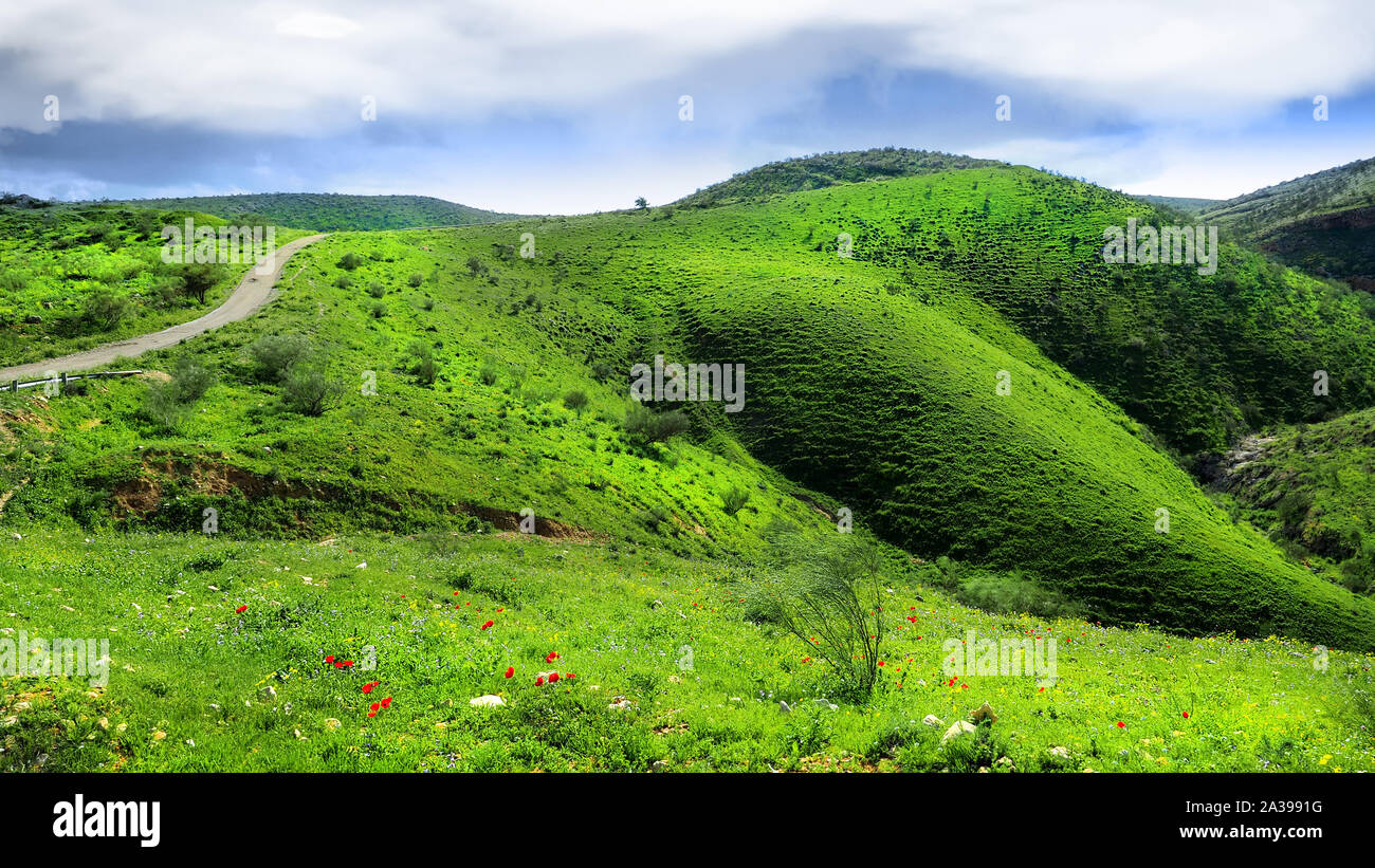 Poppies israel hi-res stock photography and images - Alamy