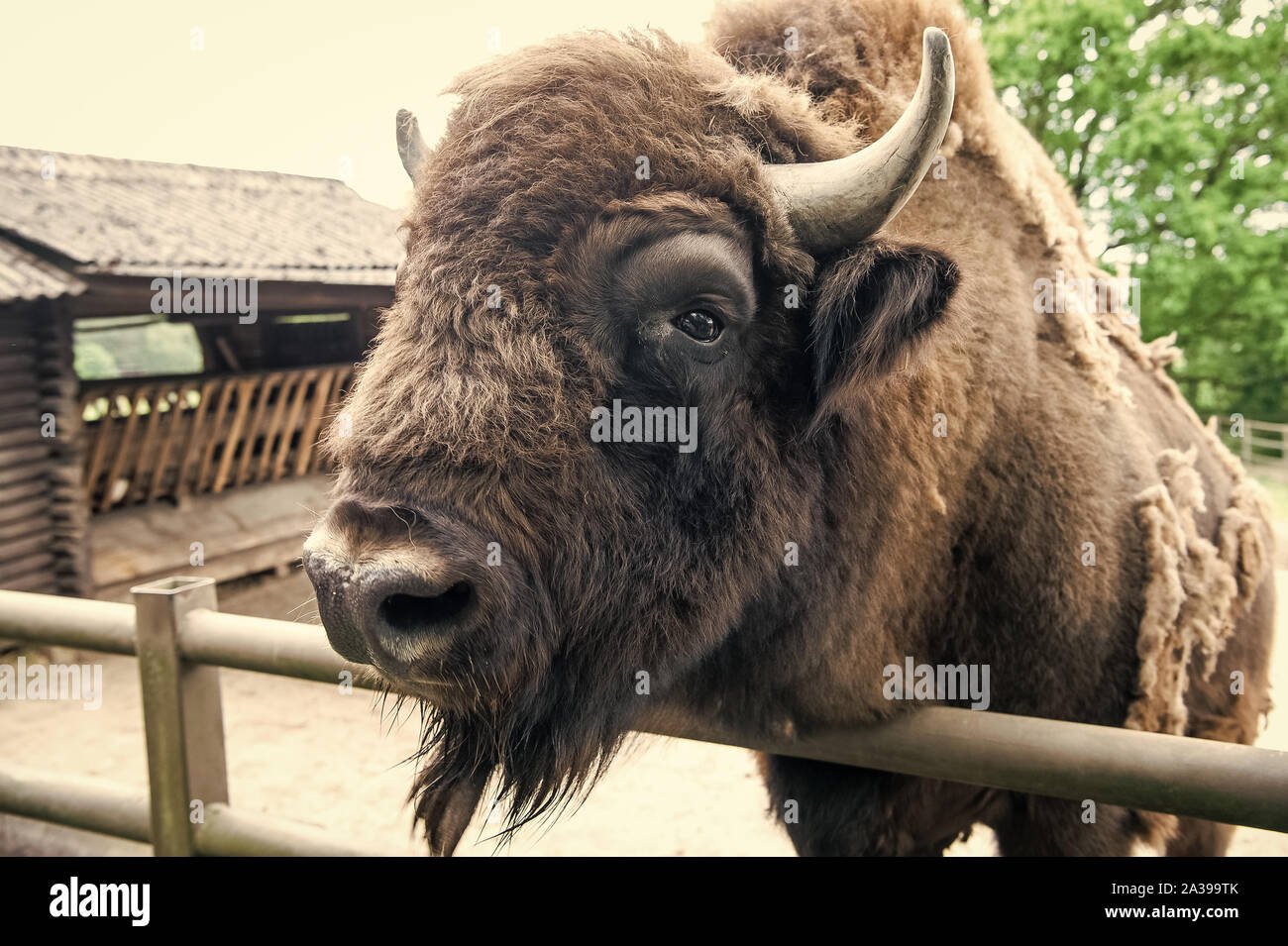 One world, one life. Wild bison with horns. Bison animal in wildpark ...