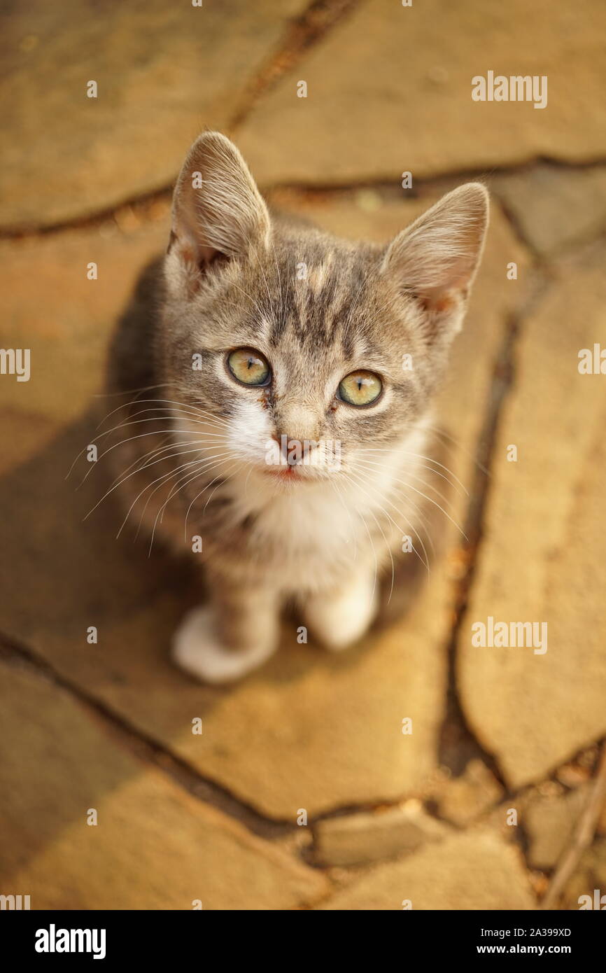 Tricolor kitten portrait. View from top to bottom. Cute domestic ...