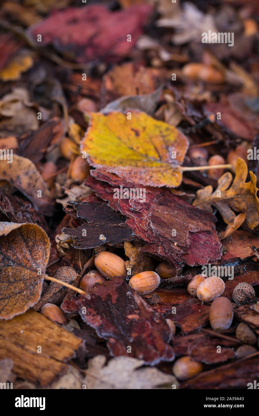 Autumn background of acorns and leaves covered with hoar-frost ...