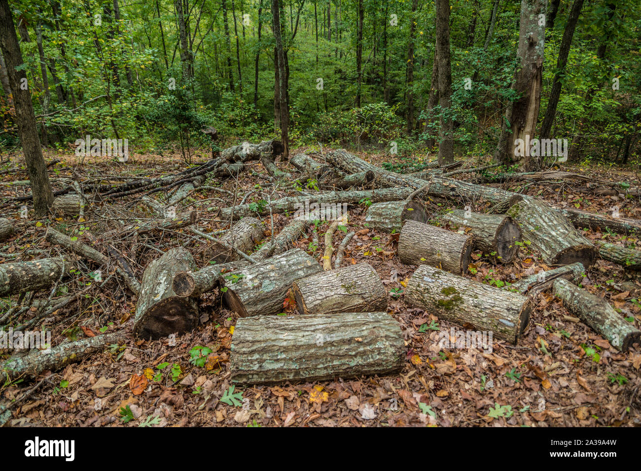 Cut up trees laying on the ground rotting and decaying in the forest in ...
