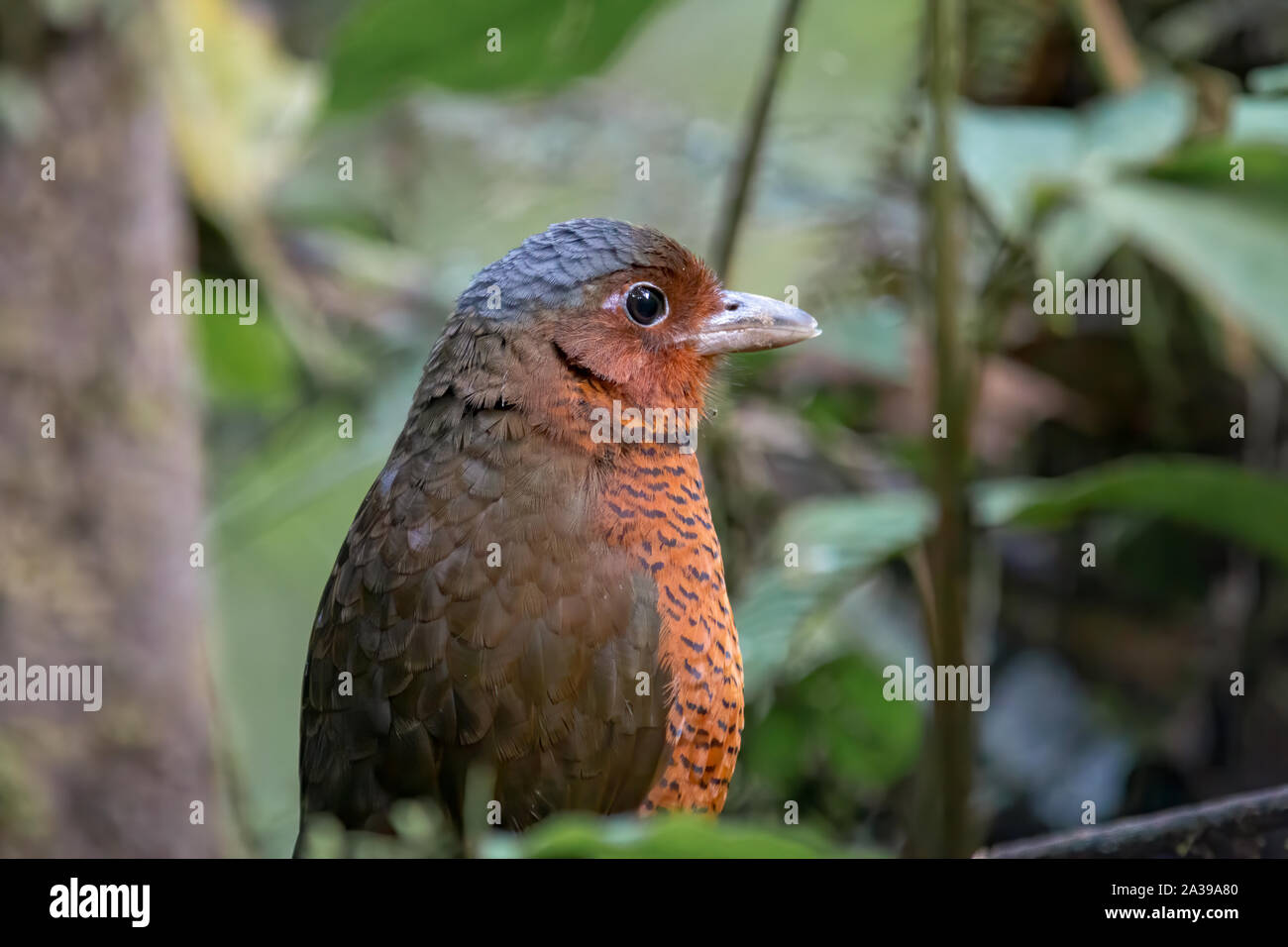 The Giant Antpitta is a rare and seldom seen antpitta and among the ...