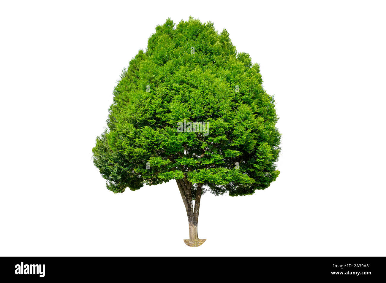 Isolated trees on white background Stock Photo - Alamy