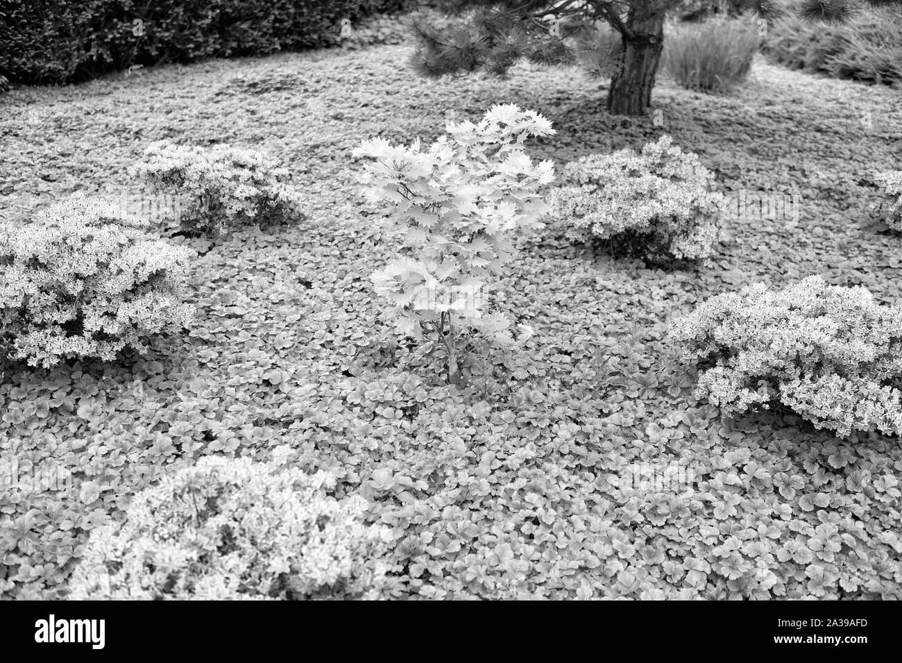 Tree oak green leaves. Park design concept. Freshness and greenery ...