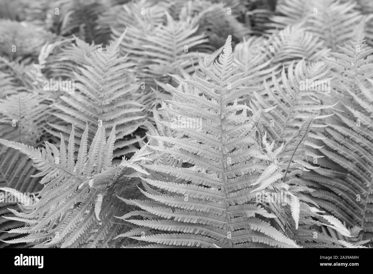 Beautiful ferns leaves green foliage nature. Floral fern background ...