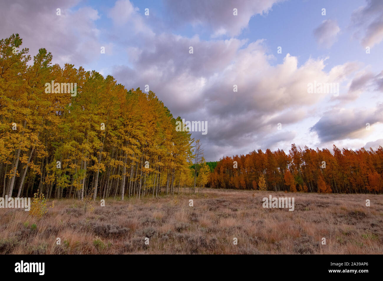 Autumn Aspen Scene Stock Photo - Alamy