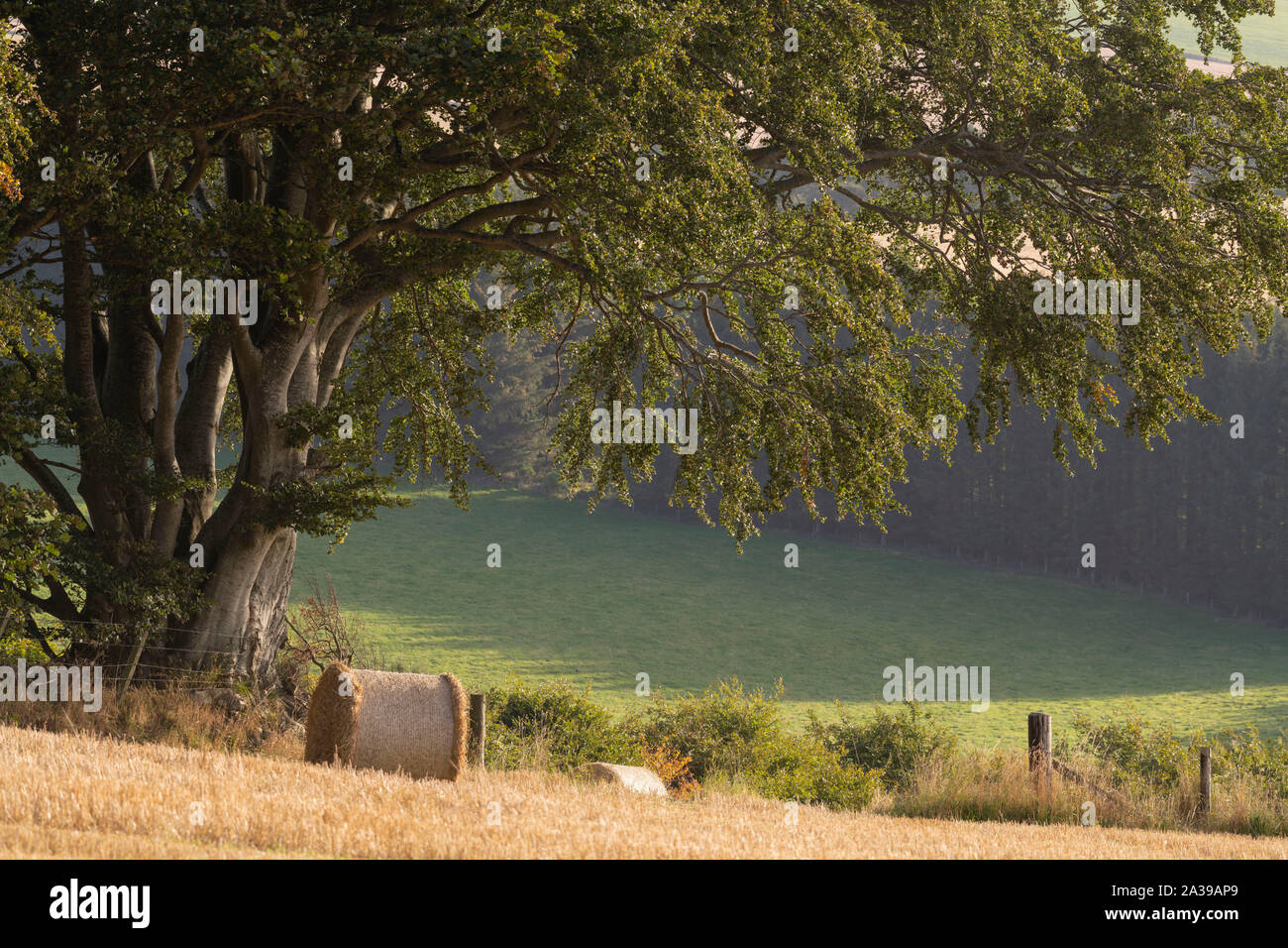 Straw Bales by an Old Beech Tree (Fagus Sylvatica) which Stands at the ...