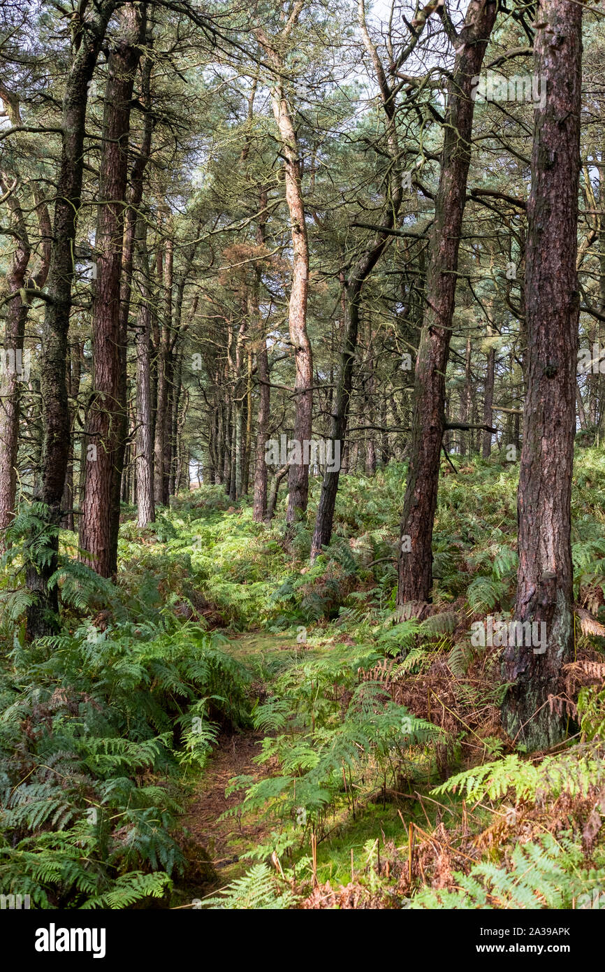 Ogden Water nature reserve, Halifax, UK Stock Photo - Alamy