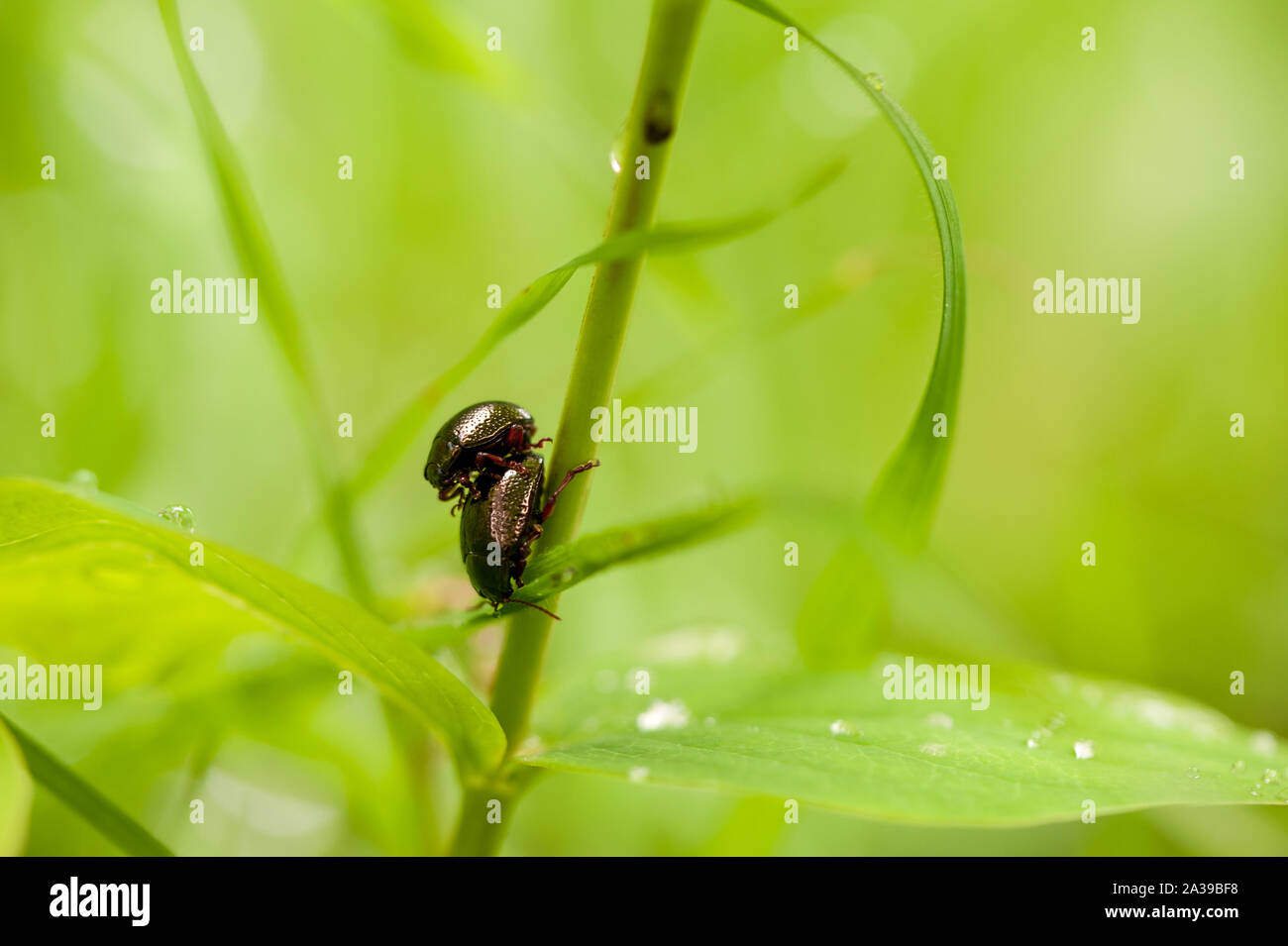 Rainy season insects hi-res stock photography and images - Alamy
