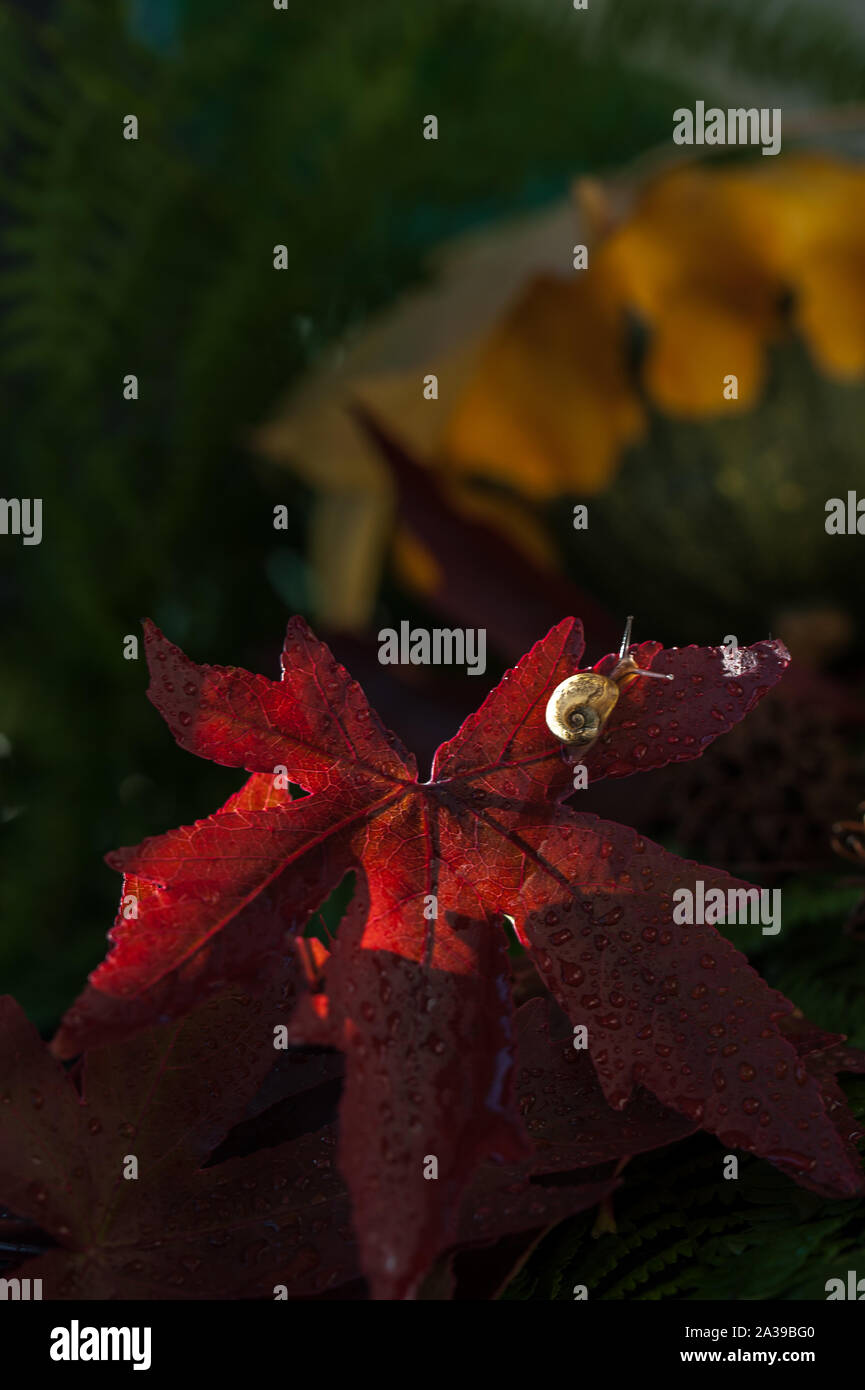 Little tiny snail on an autumn red maple leaf Stock Photo - Alamy
