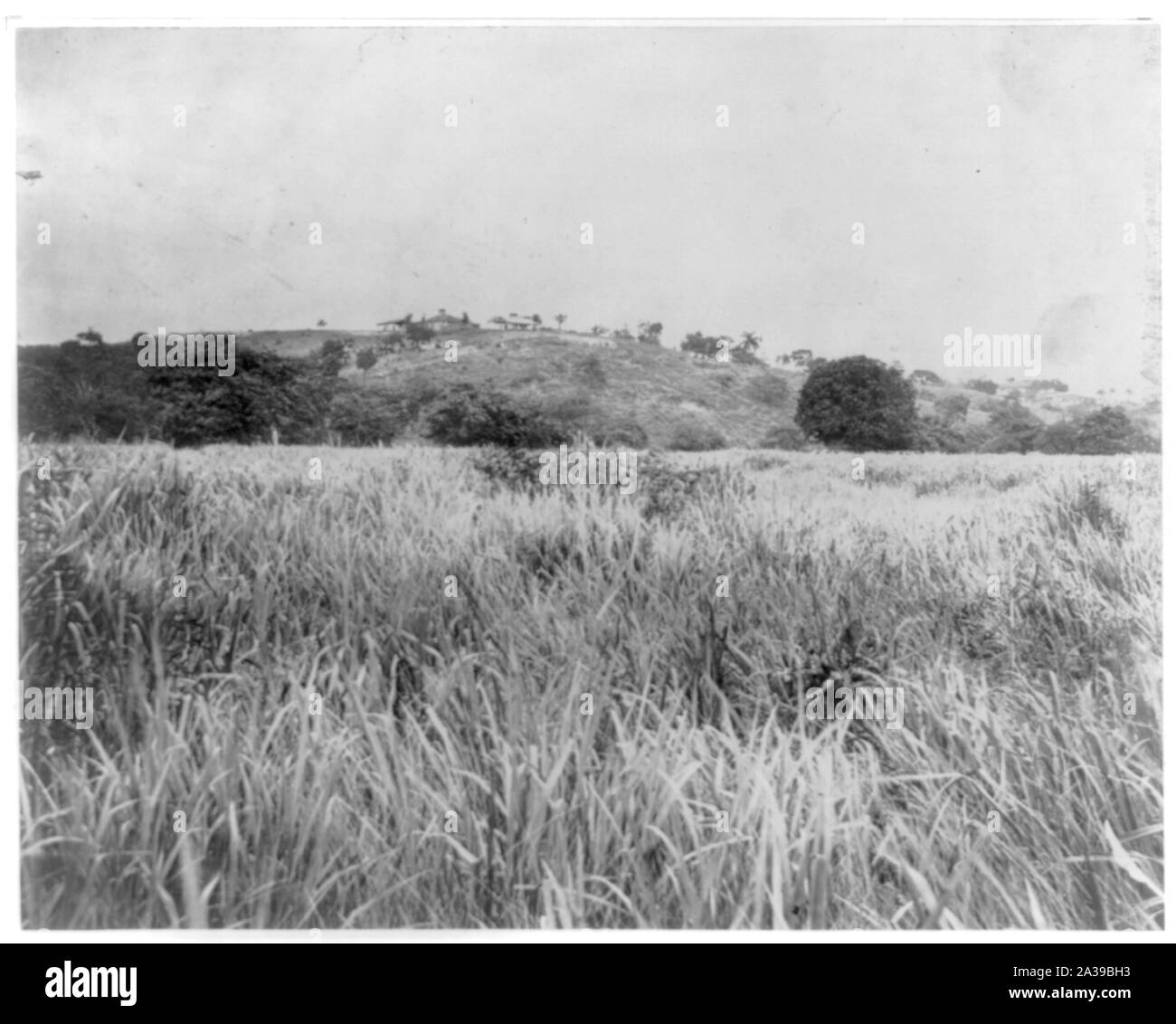 San Juan Hill, the long grass through which General Hawkins' men made ...