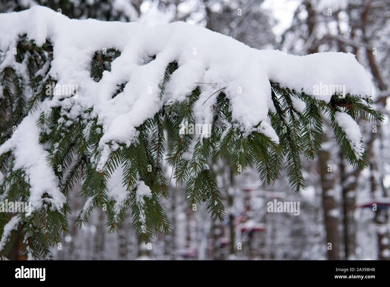 branches of tree in January in the snow Stock Photo - Alamy