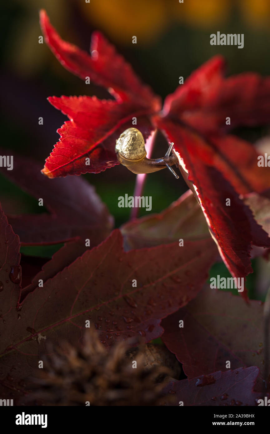 Tiny red berries hi-res stock photography and images - Alamy