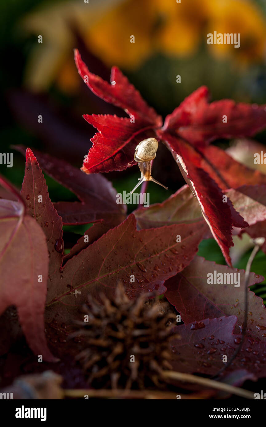 Little tiny snail on an autumn red maple leaf Stock Photo - Alamy