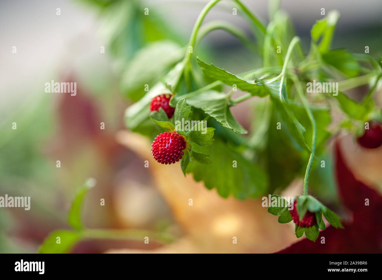 Wild strawberries in a forest Stock Photo - Alamy