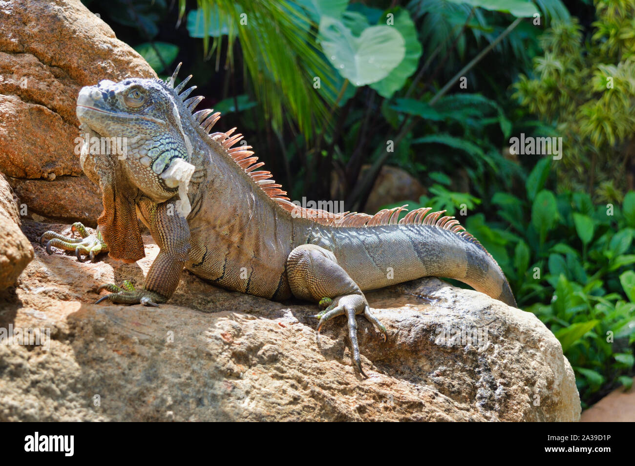 Beautiful iguana posing on the rock Stock Photo - Alamy